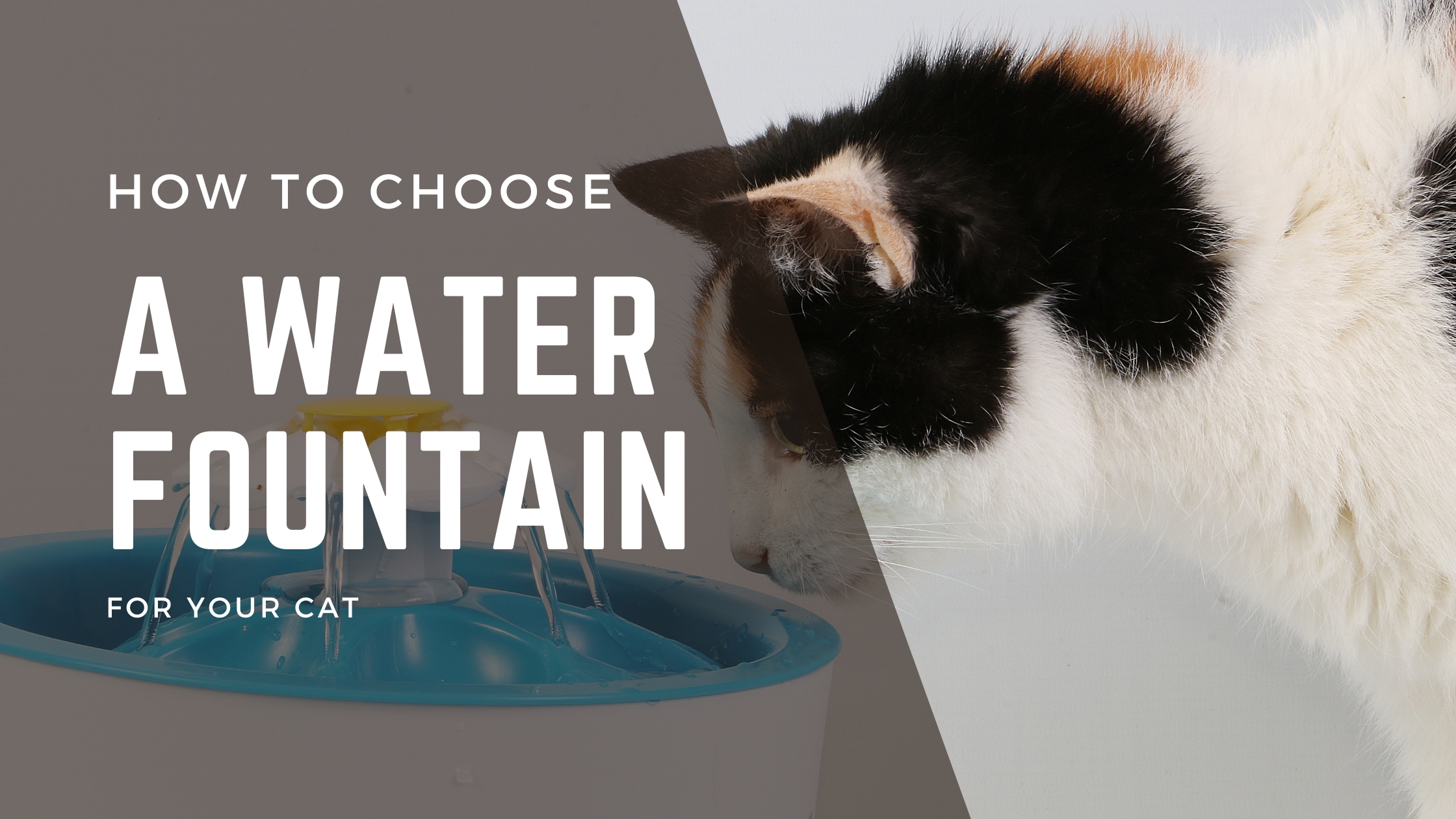 How To Choose A Cat Water Fountain? — PetGratitude