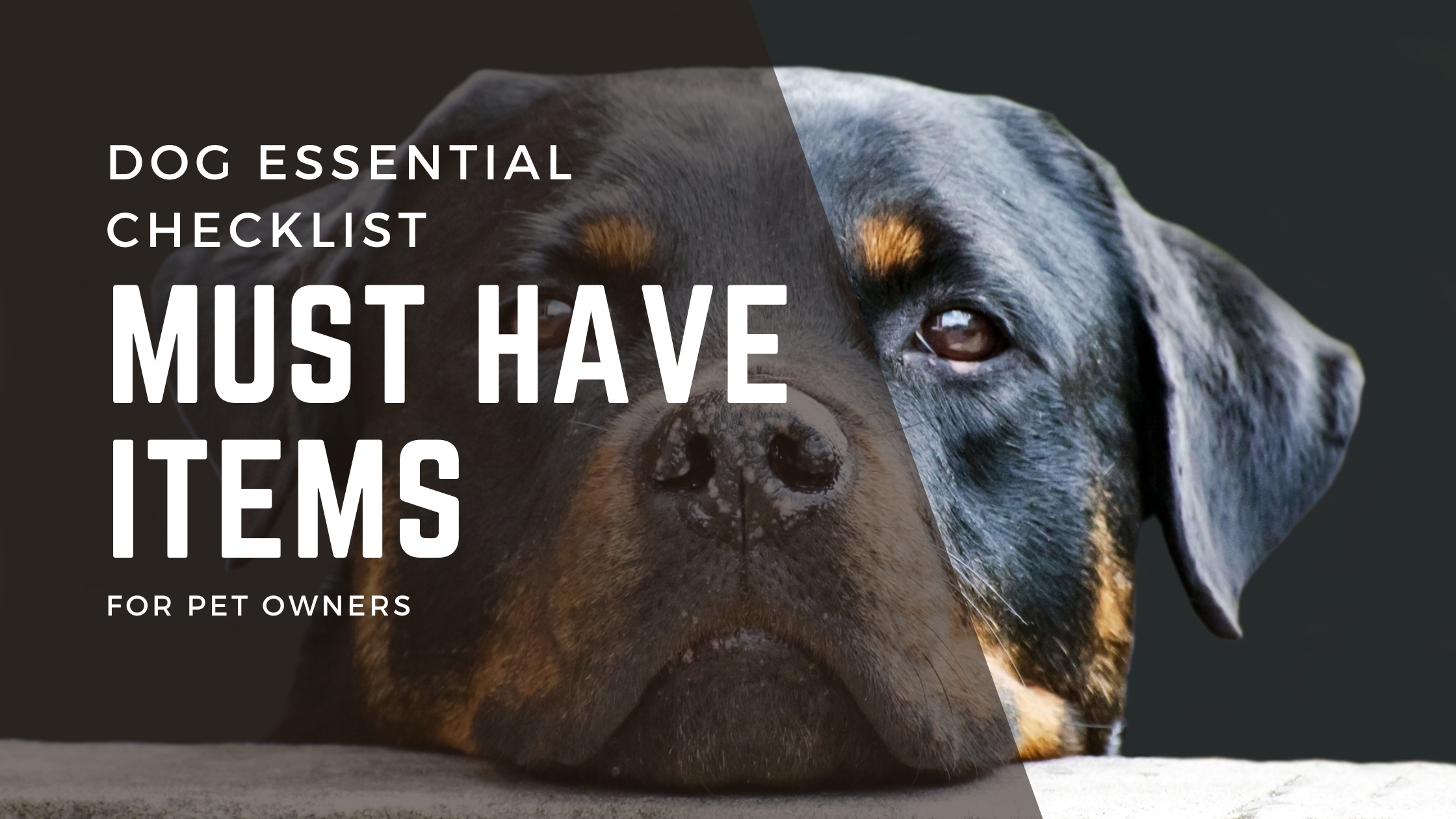 Dog Essential Checklist: Must-Have Items Every Pet Owner Needs