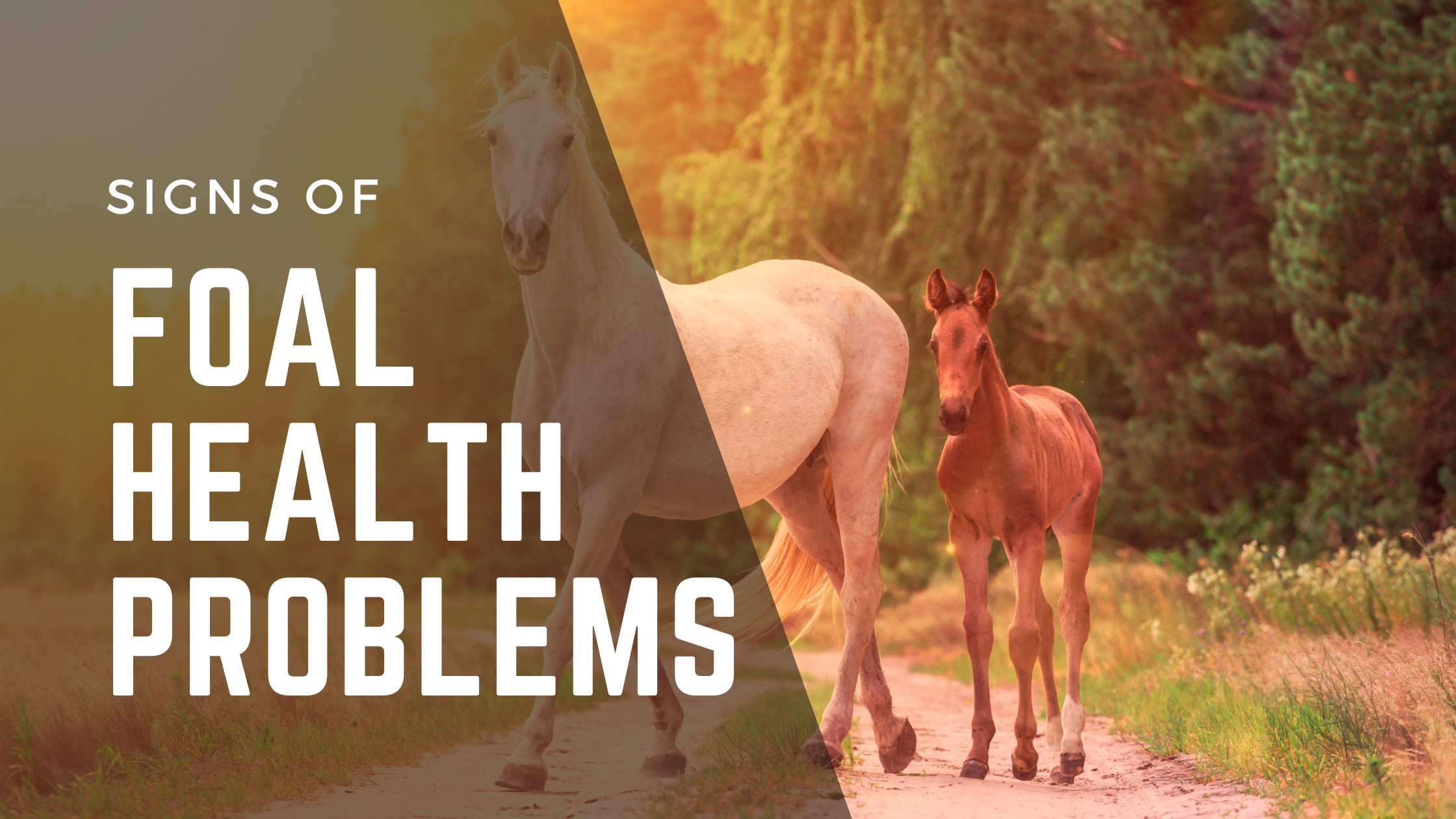Signs Of Foal Health Problems — PetGratitude