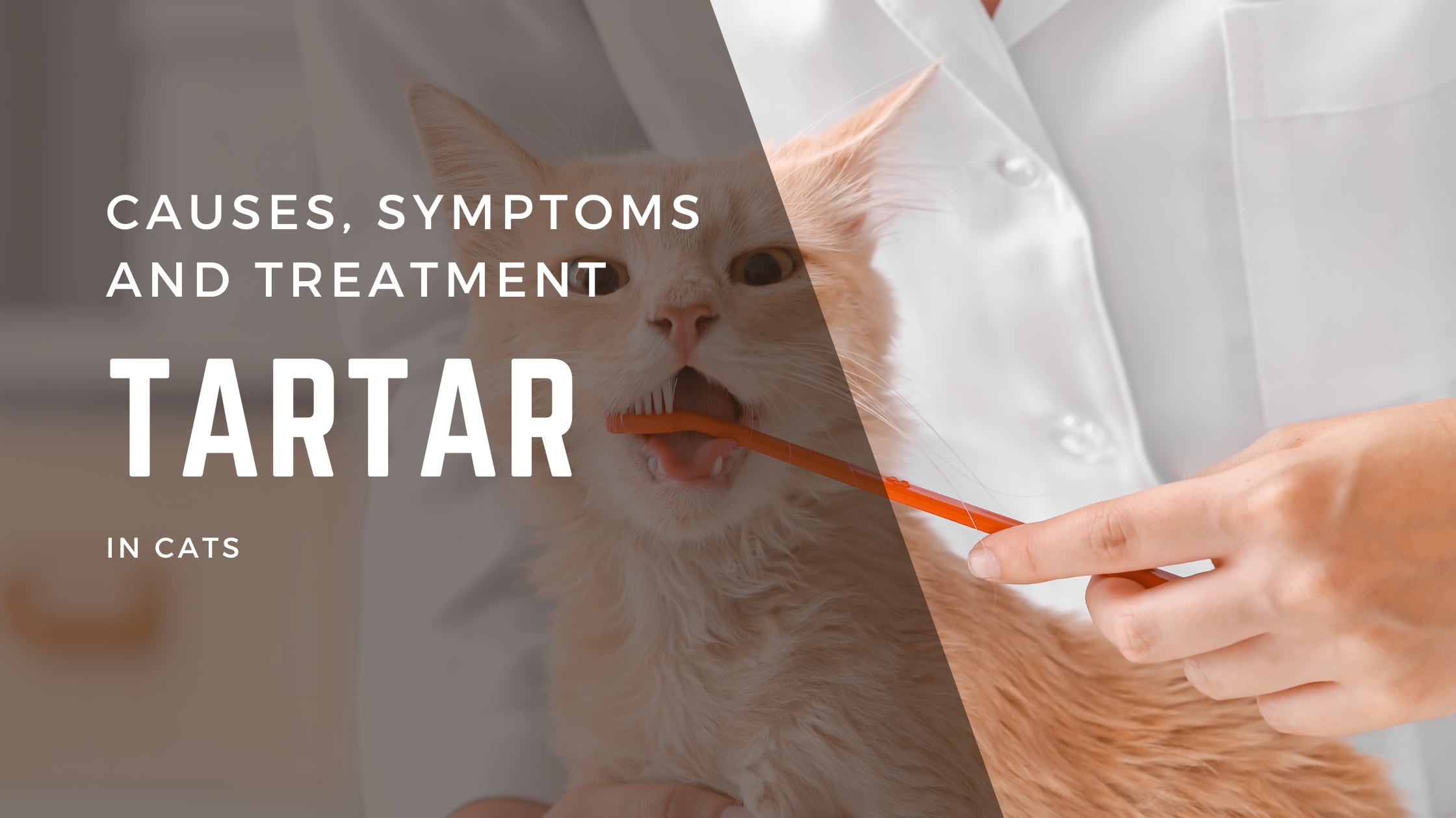Tartar In Cats: Causes, Prevention & Treatment