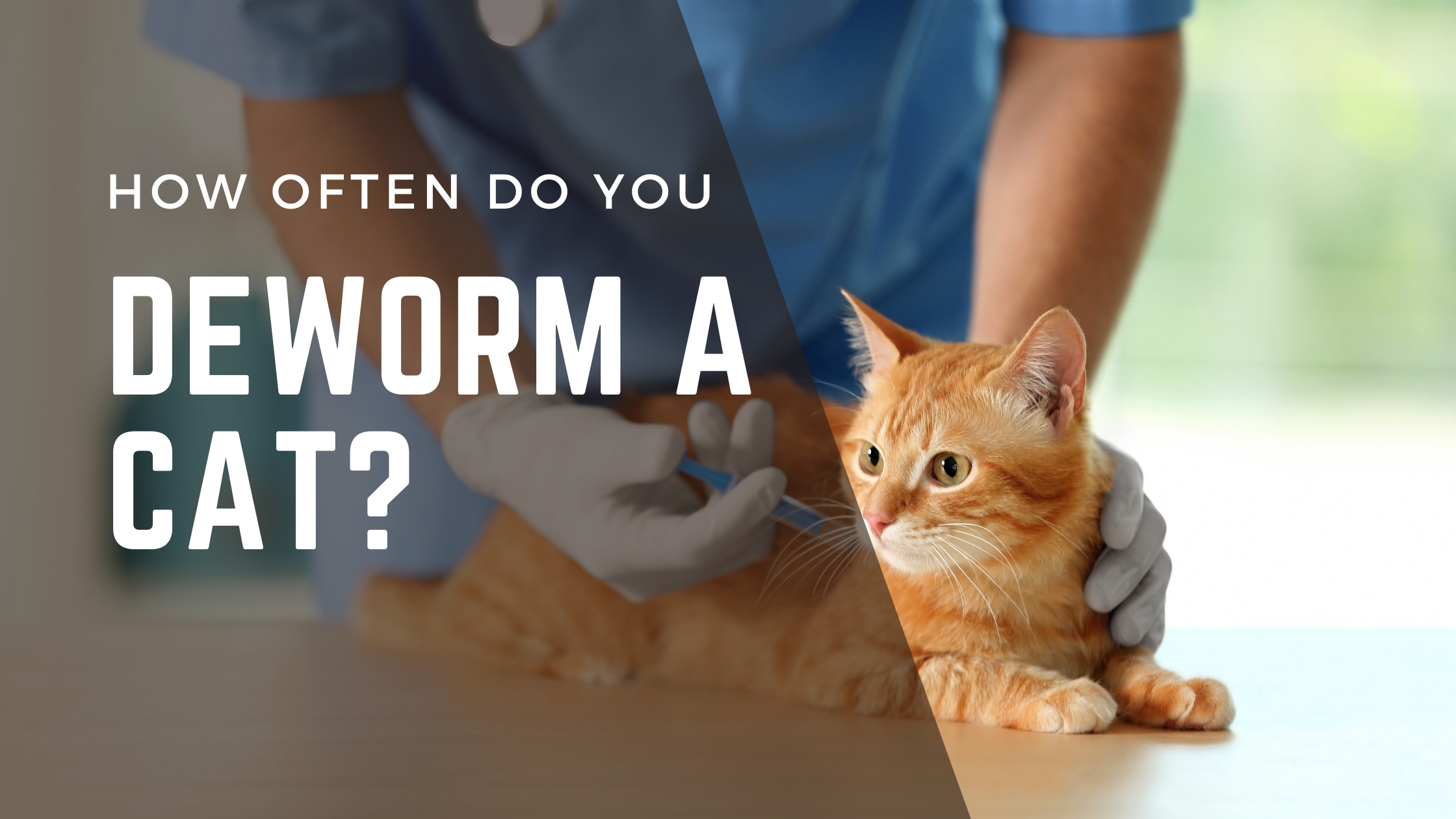 How Often Do You Deworm A Cat? — PetGratitude