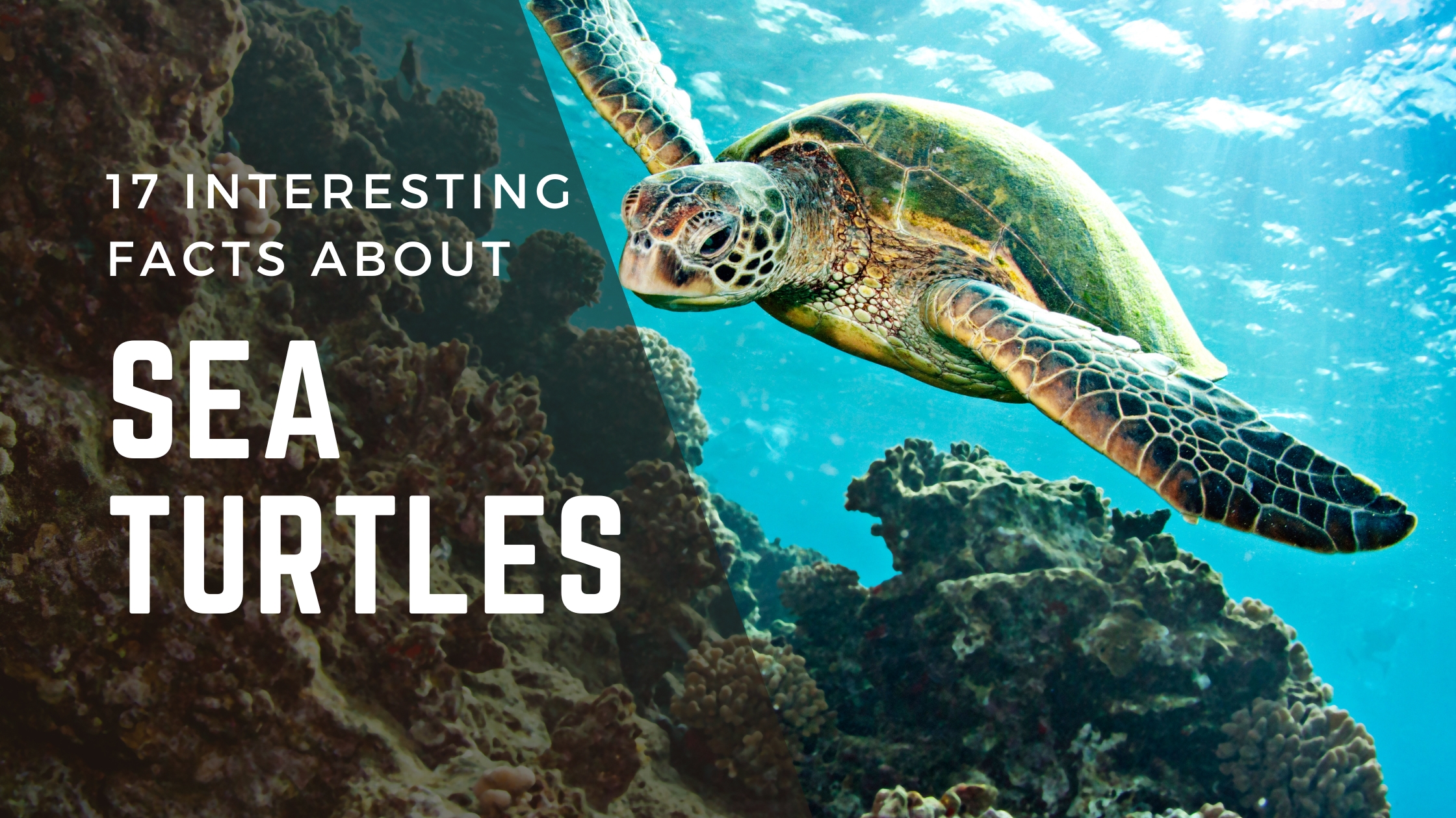 17 Interesting Facts About Sea Turtles — PetGratitude