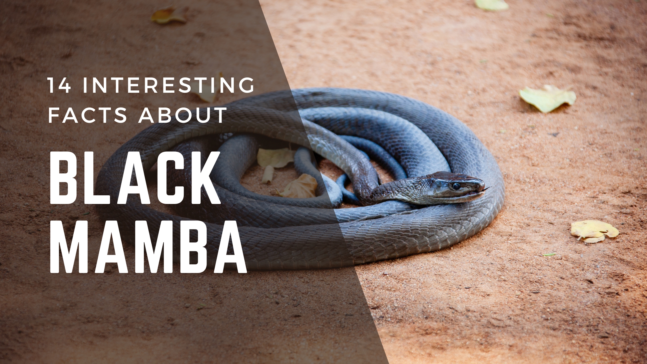 14 Interesting Facts About Black Mamba — PetGratitude