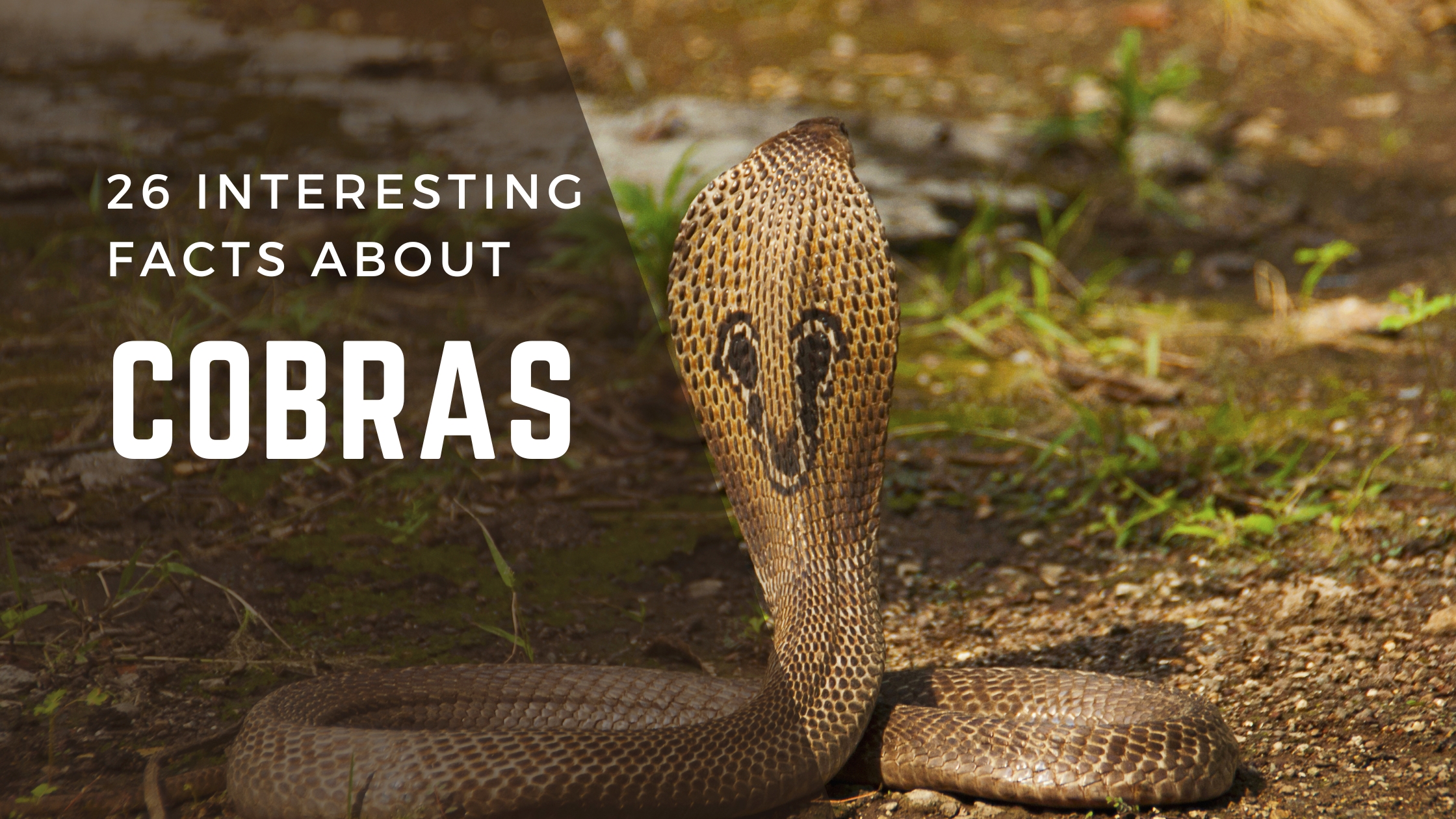 26 Interesting Facts About Cobras — PetGratitude
