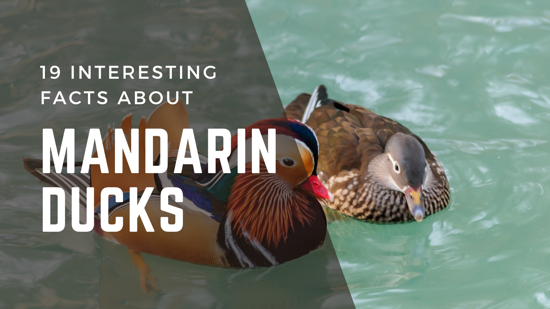19 Interesting Facts About Mandarin Ducks — PetGratitude